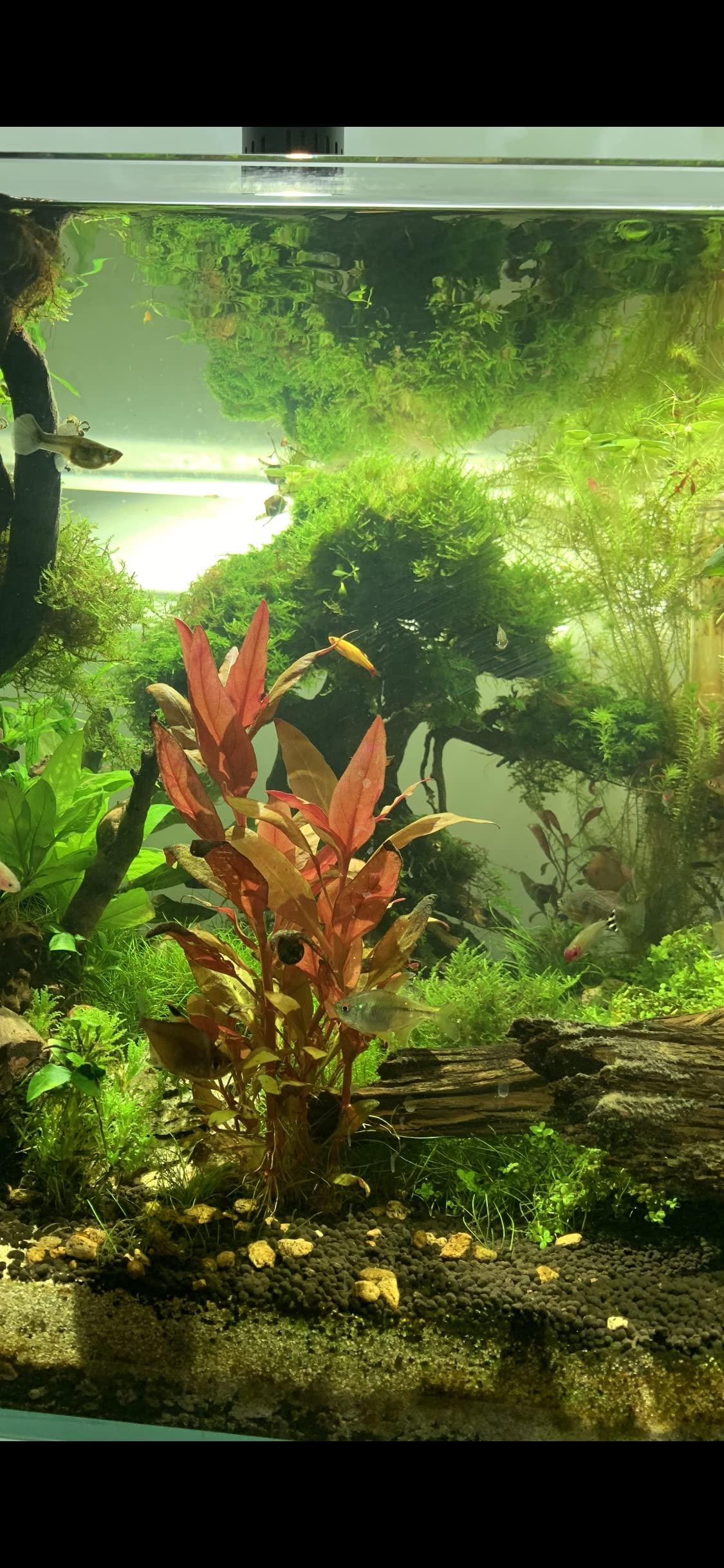 Marcus Fish Tanks - 3X Christmas Moss Vesicularia Montagne Live Freshwater Aquarium Plants Xmas Moss