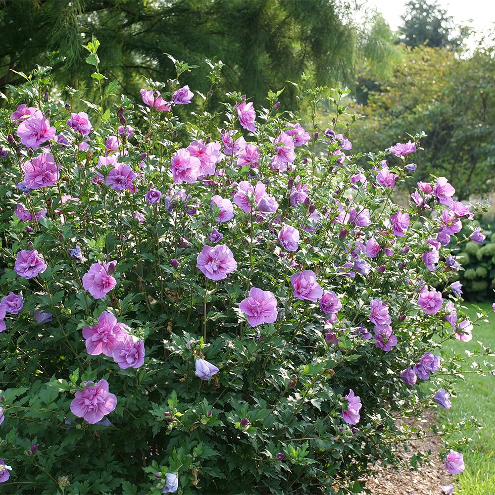 Proven Winner Chiffon Hibiscus, 2 Gal, Dark Lavender Flowers