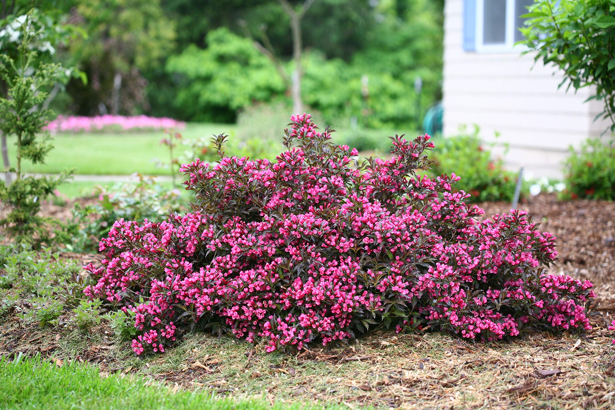 Proven Winner Spilled Wine Weigela, 2 Gal, Bright Pink Flowers and Deep Purple Foliage