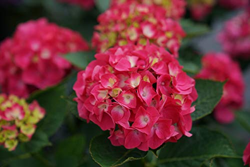 Proven Winners HYDPRC4007800 Wee Bit Giddy Bigleaf Hydrangea Live Plant, 4.5 in. Qt, Pink Flowers