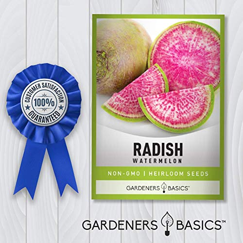 Watermelon Radish Seeds for Planting - Heirloom, Non-GMO Vegetable Seed - 2 Grams of Seeds Great for Outdoor Spring, Winter and Fall Gardening by Gardeners Basics
