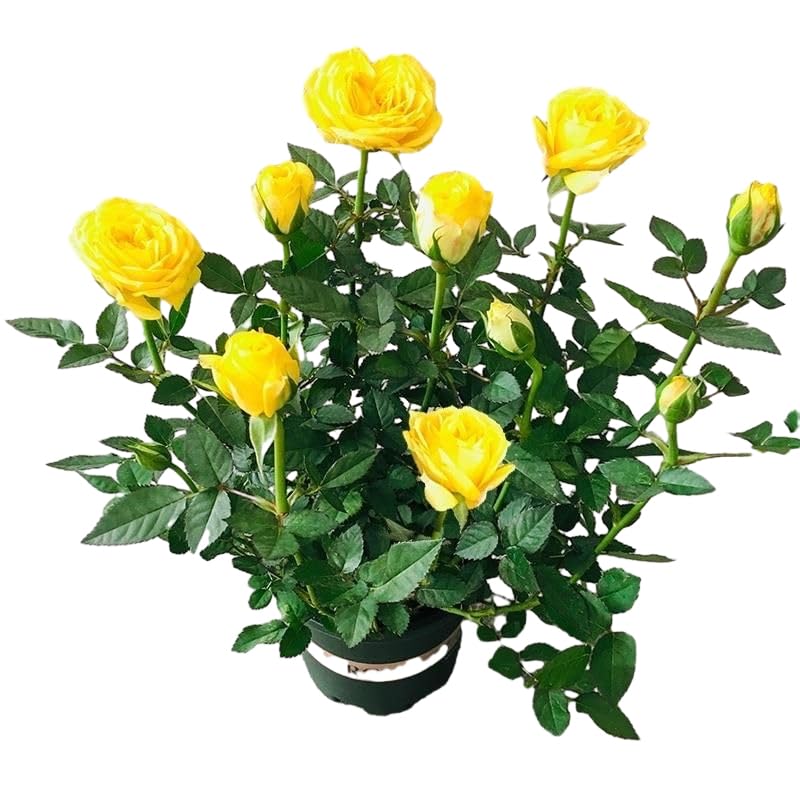 WSIRUYI 2 Live Yellow Rose Plants (Rosa) - 5-7 Inch Tall, Perfect for Yard & Home Garden Decoration - Fast Growing, Low Maintenance