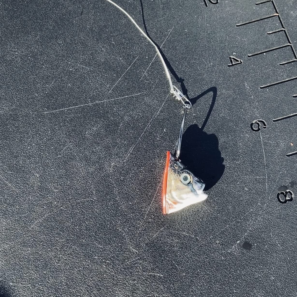 The Bait Pocket (Baby Bass)