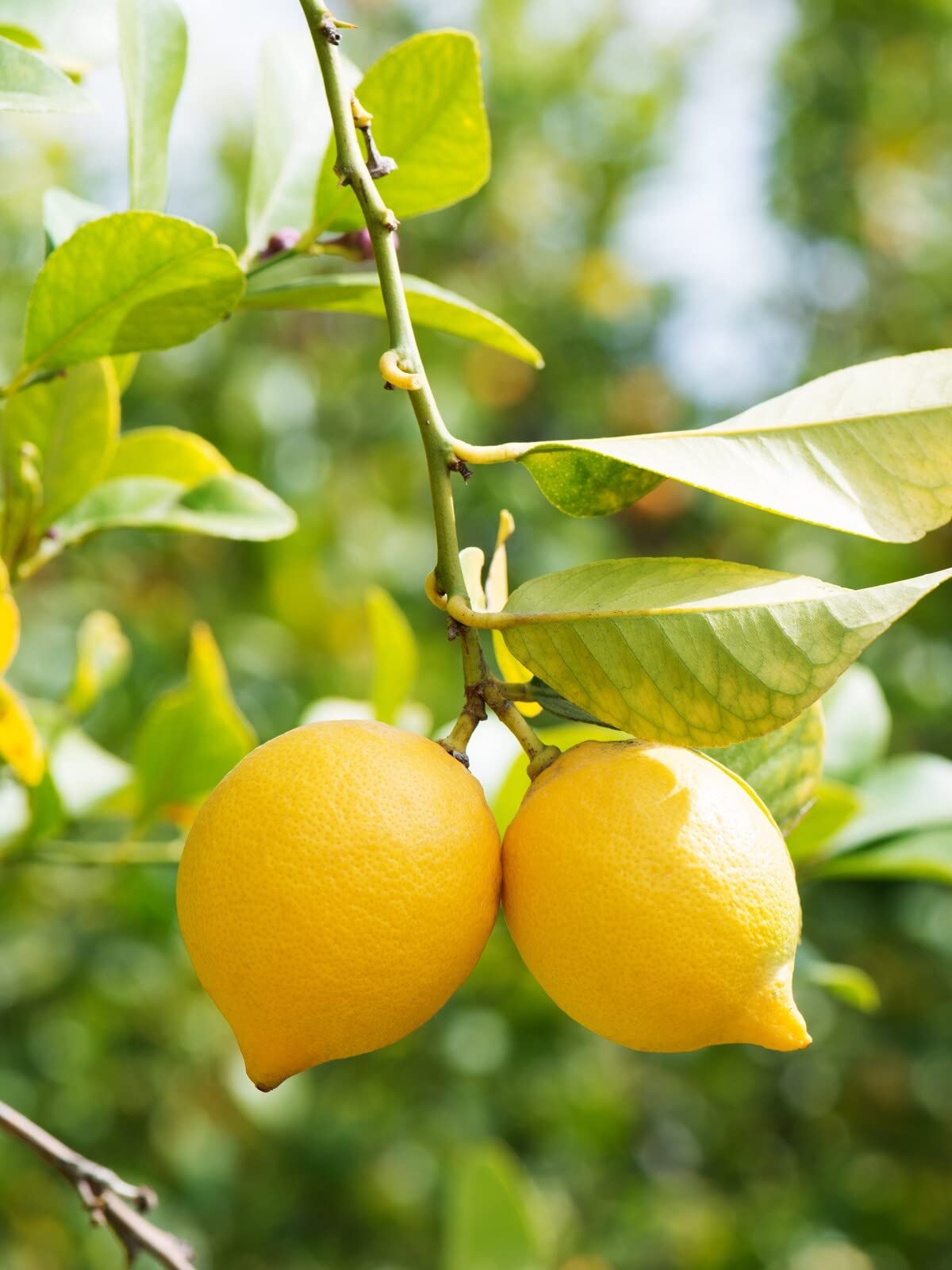 Meyer Lemon Tree Live Plant, 2.5 Inc Tall Rooted Starter Plant Seedling Dwarf, Starter Plant for Your Garden Fruits Tree