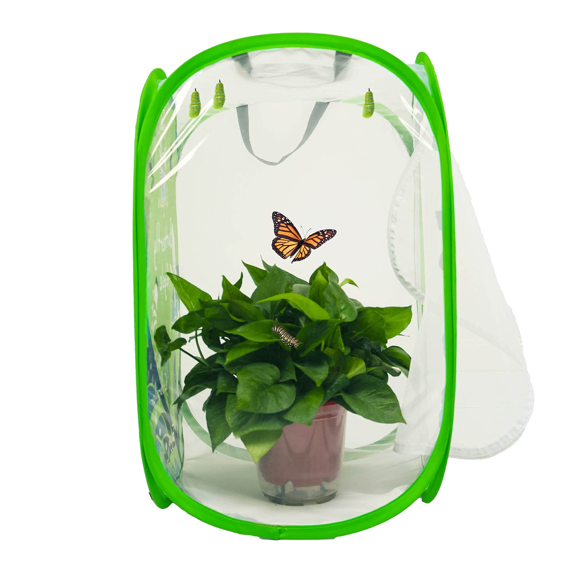 Pop-up Insect and Butterfly Habitat,24" Tall Milkweed plants Net,Collapsible Mesh Cage with Transparent PVC Wall for Observation 16 x 16 x 24 Inches