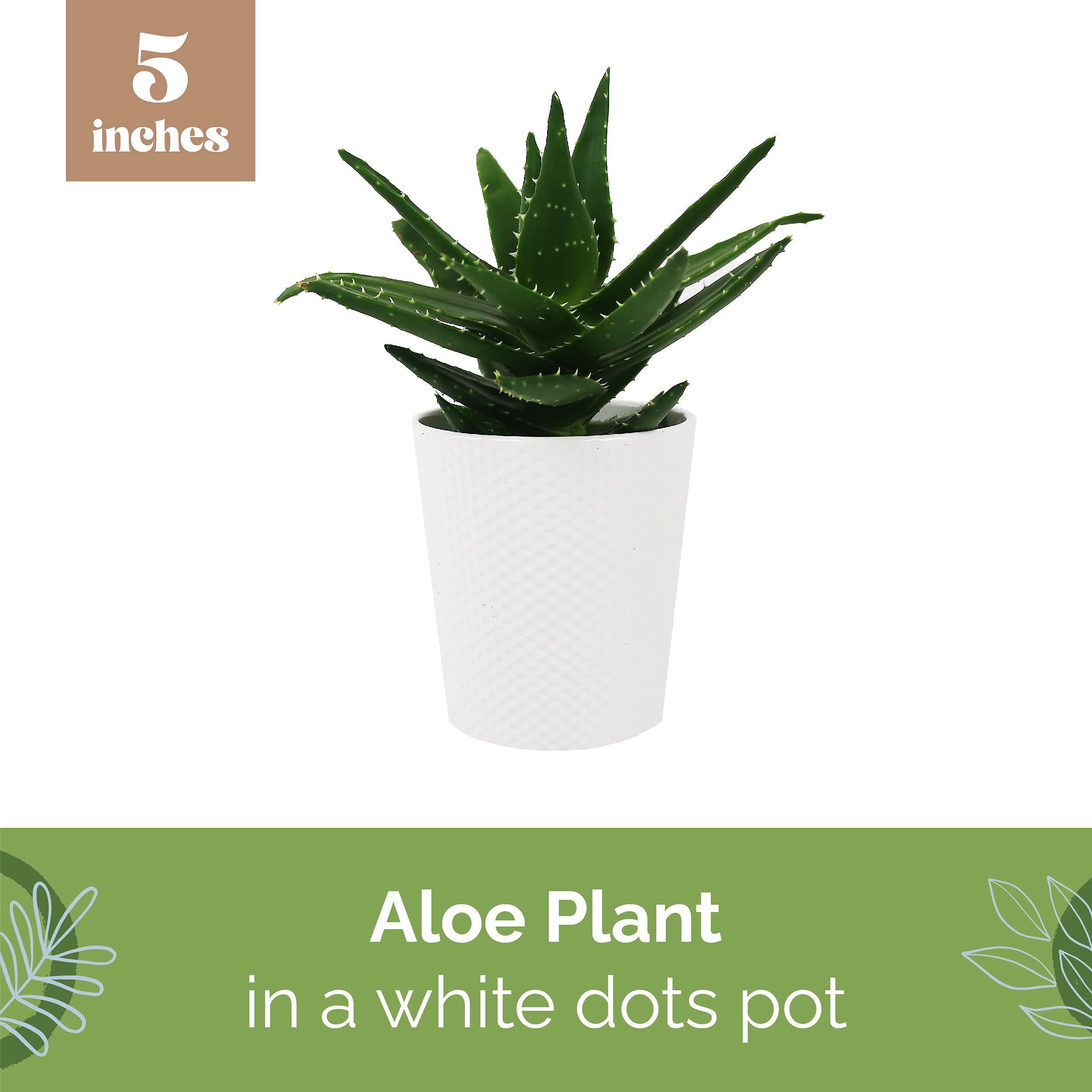 Plants & Blooms Shop Aloe Plant β Easy Care Live Plants, 5β Diameter, Textured White Dots Pot, Green