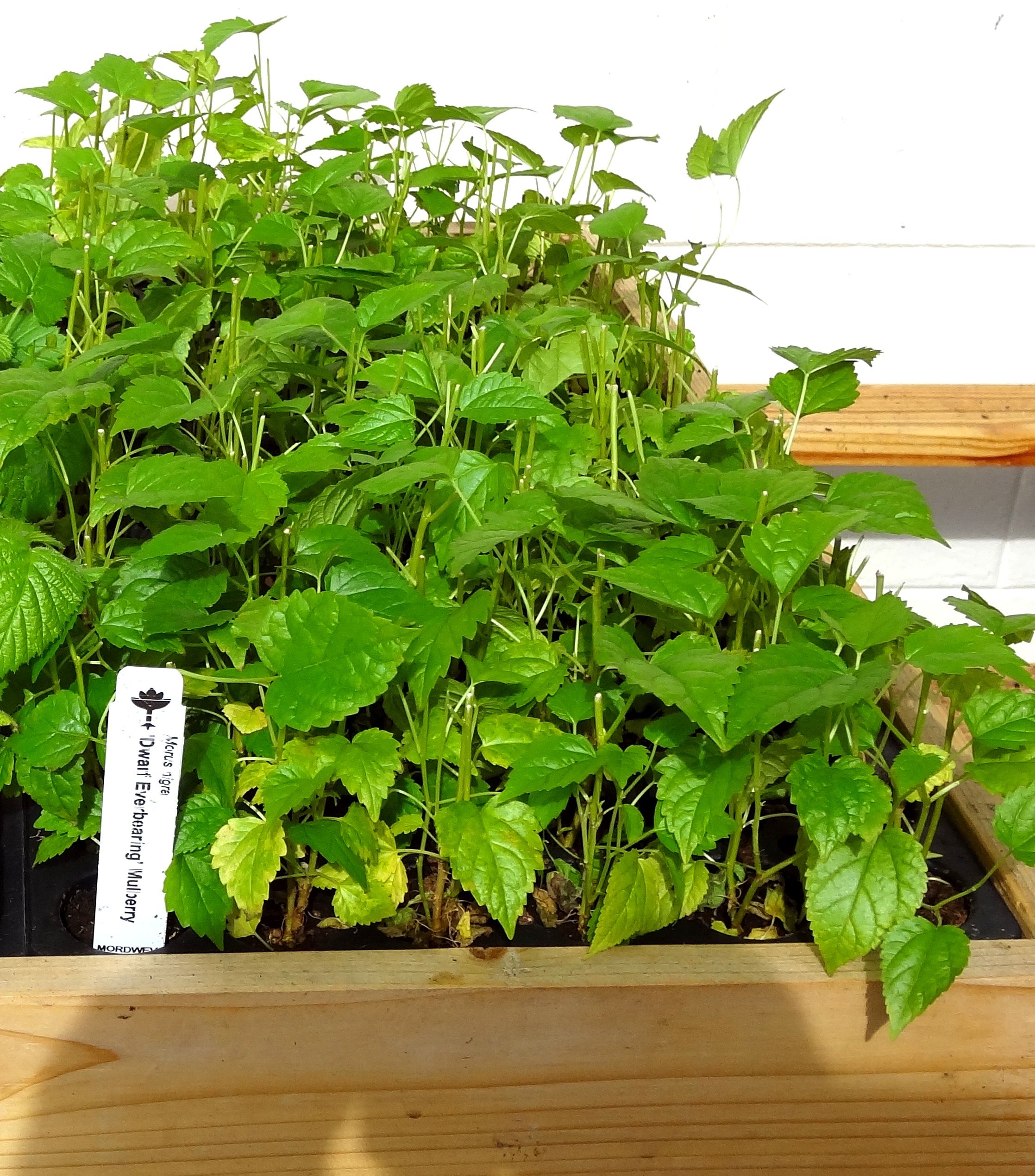 Mulberry "Dwarf Everbearing" Price includes Four (4) Plants