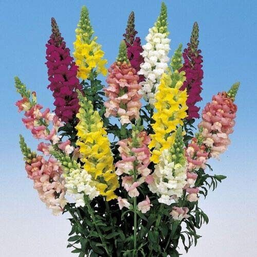 Semi Freschi - Antirhinum - Admiral Mixed - 50 Semi