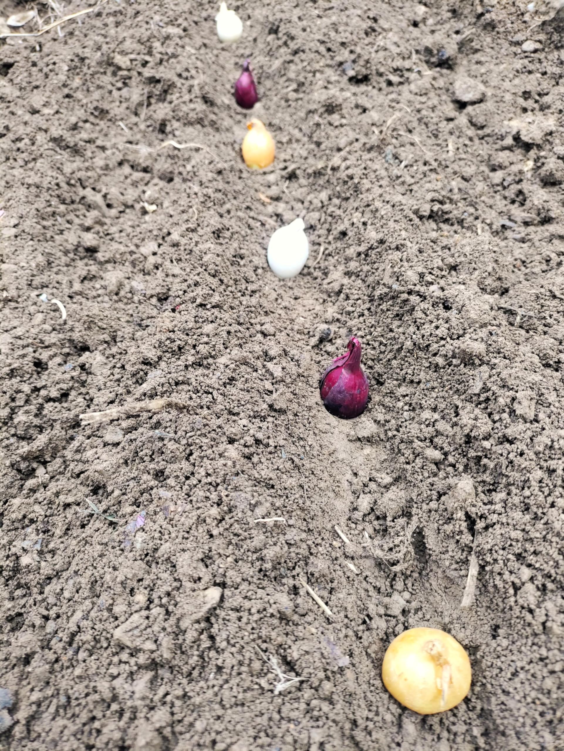 TomorrowSeeds - 3 Colors Mix Onion Sets (Starter Bulbs) - 25+ Count | Yellow, Red, White Sweet Onions Set for Growing Gardening Noon Day Vegetable Seed for 2025