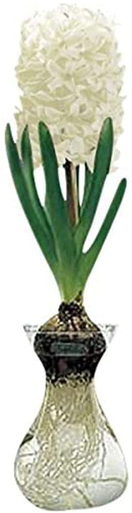Snow Drift Hyacinth Bulb and Glass Vase for Forcing Bloom