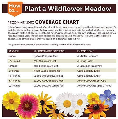 Non GMO Bulk Northeast Wildflower Seed Mix 225,000 Seeds 25 Species of Wildflower Seeds (1/2 Lb)