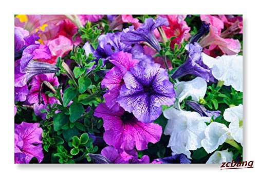 zcbang Petunia Seeds 2000+Pcs 'Colour-Themed Collection'(Rainbow Colors) Perennial Flower Mix Seeds