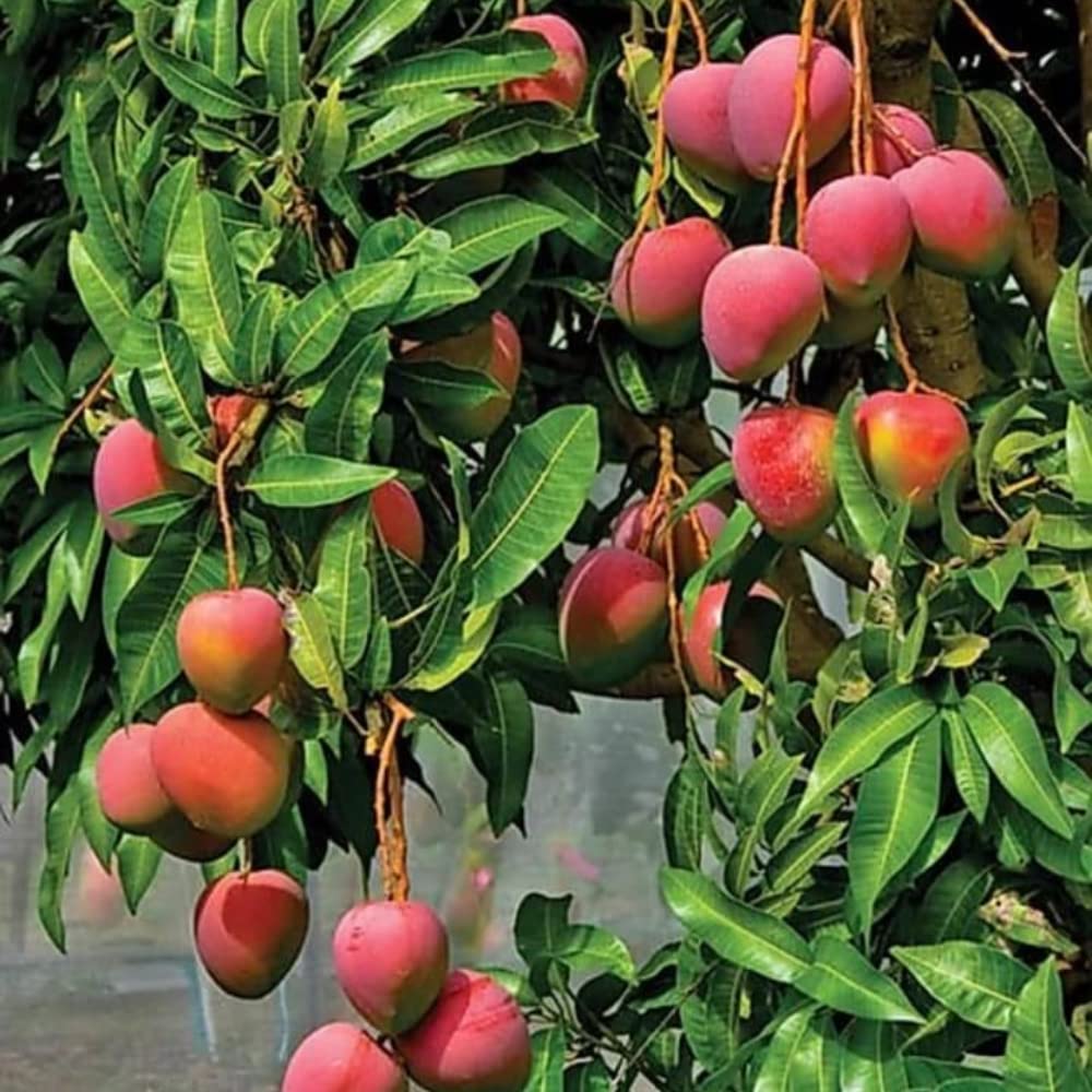 Mango Tree Plant Live for Planting, Sweet Fruit, 8Inc to 12Inc in Tall