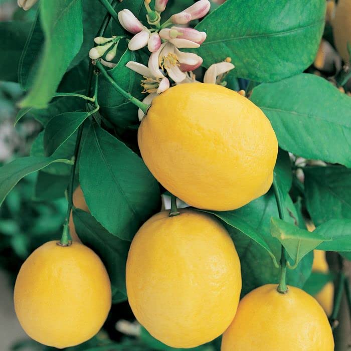Meyer Lemon Tree Live Plant, 2.5 Inc Tall Rooted Starter Plant Seedling Dwarf, Starter Plant for Your Garden Fruits Tree