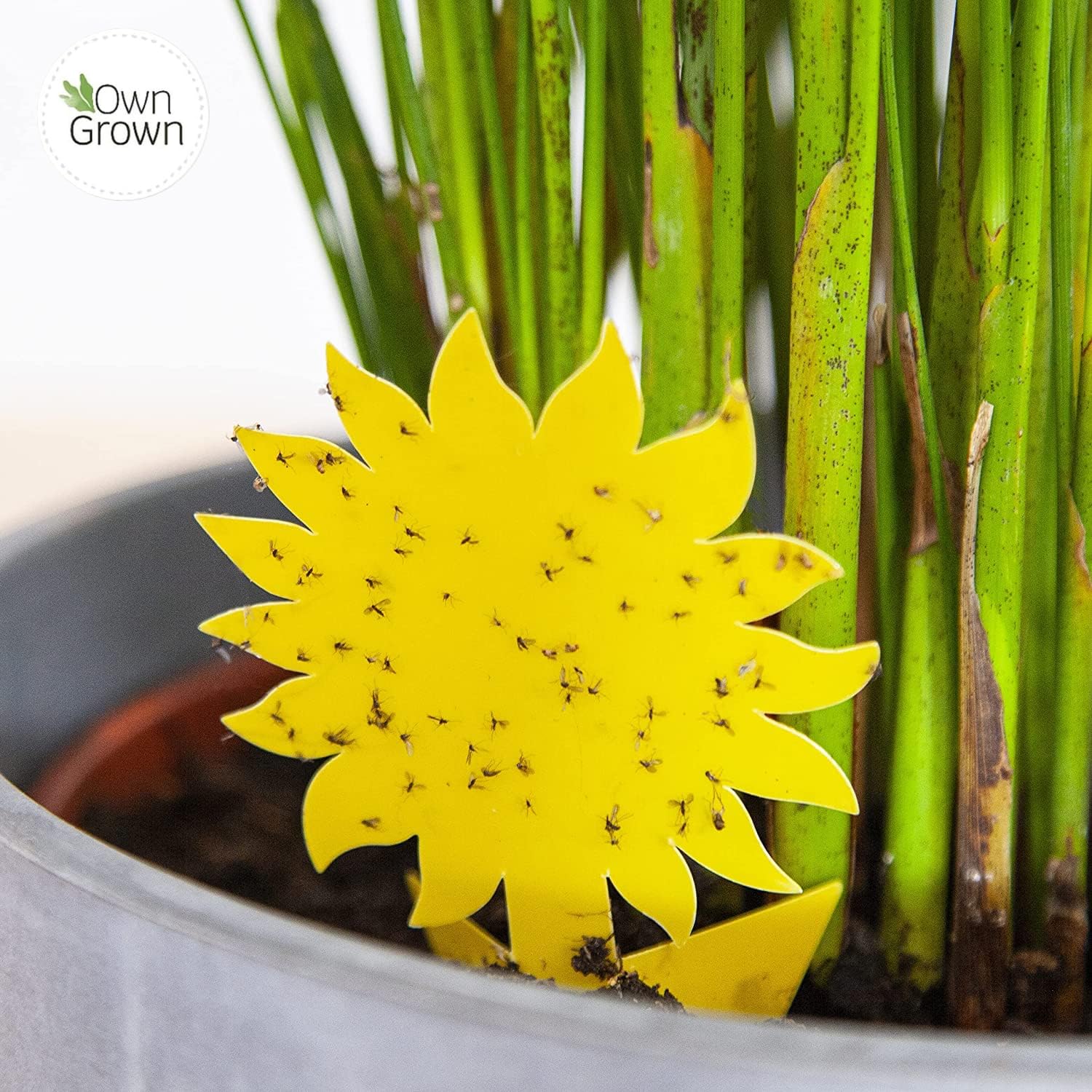 Yellow Sticky Traps for Gnats: 60x Sticky Fly Traps for Indoors โ Gnat Traps for House Indoor Plants โ Fruit Fly Trap OwnGrown