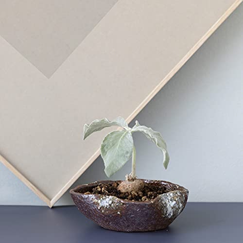 Wazakura Shigaraki Series Handmade Leaf Shaped Ceramic Bonsai Pot with Drainage Hole, 5.9 in (150 mm) Made in Japan, Garden Training Container, Flower Planter, Succulent Bowl - Red Brown