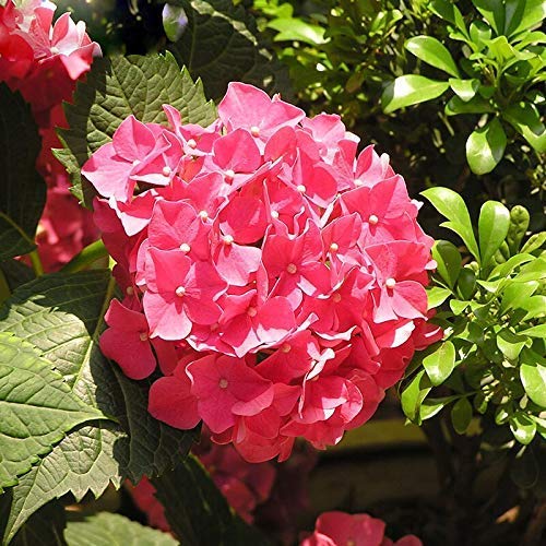 Rosa Rossa semi di ortensia balcone Forte viburno ortensia macrophylla pianta semi di Fiori 100 pz