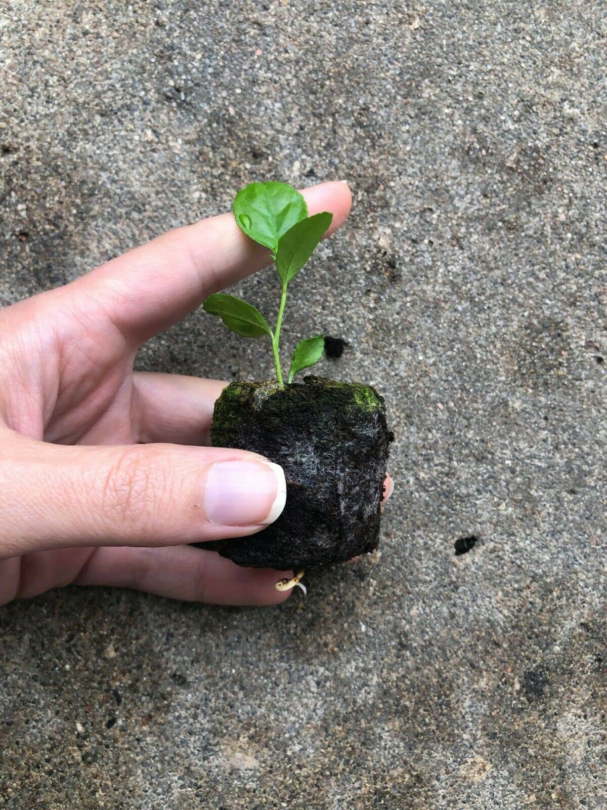 Meyer Lemon Tree Plant, 2.5 Inches Tall, No Ship to CA, AZ, TX, AL, GA, FL, HI, ID, OR & WA