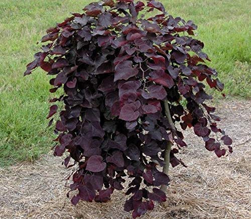 Pixies Gardens (7 Gallon Set of 2 Bare Root) Weeping Redbud Ruby Falls- Absolutely Striking with Unique Weeping and Twisting Branches Cascading Toward The Ground. Plant Shipped is Around 4-6 Ft Tall