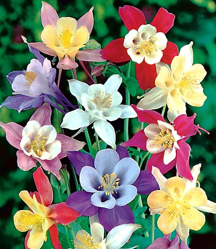 RAISE ME UP: Seeds Columbine Mix Aquilegia Perennial Flowers