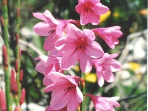 Watsonia borbonica - rosa watsonia - confezione di semi - NPWS