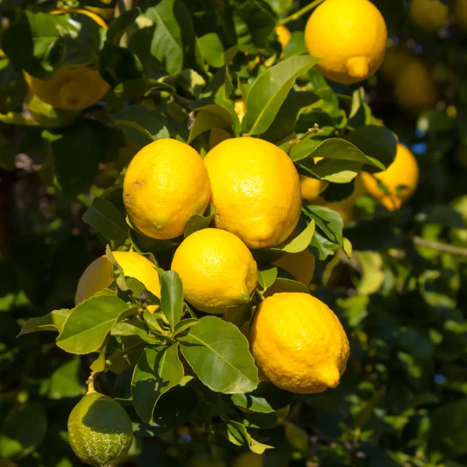 Meyer Lemon Trees Live Plant for Planting Outdoors, 4 Inches Pot, Well Rooted Meyer Lemon Tree Live, Large Sweet Fruits