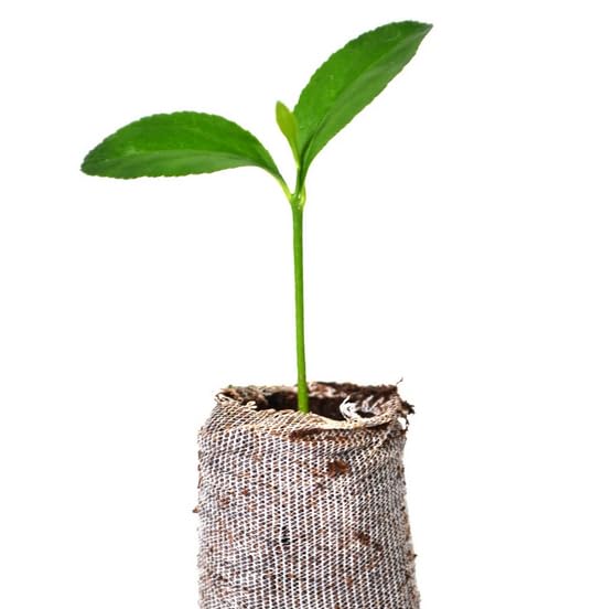 Meyer Lemon Tree, Dwarf Meyer Lemon Tree Live Plant, Lemon Tree 2 Inc Tall 4 Inch Pot for Growing