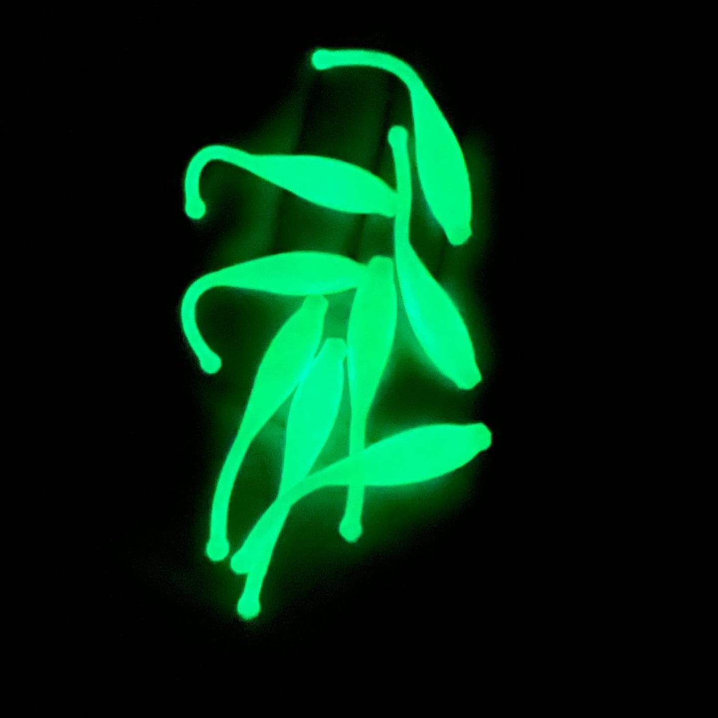 True North Baits - Glow Cup (USB Powered, 5 Volt) Glow baits Portable uv Glow Cup Glow Tubes Glow in The Dark ice Fishing Box kit USB Device Peche Accessories Black