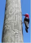Woodpecker Tree Ornament Decoy Plastic & Metal Decorative Deterrent & Repeller- Easy to Mount-House, Tree or Gift 9" Tall