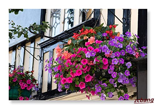 zcbang Petunia Seeds 2000+Pcs 'Colour-Themed Collection'(Rainbow Colors) Perennial Flower Mix Seeds