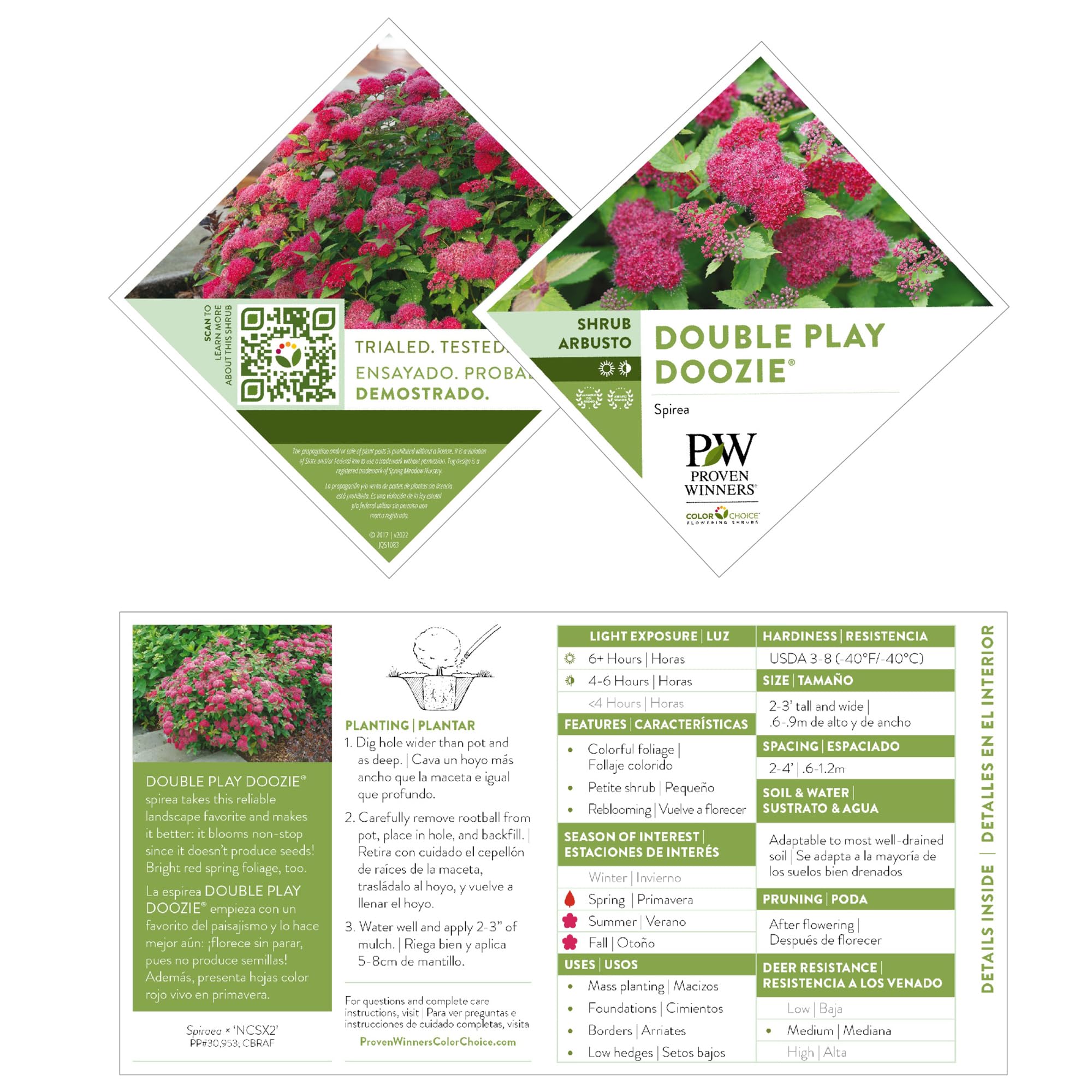 Proven Winner Double Play Doozie Spirea, 2 Gal, Red to Purple Flowers