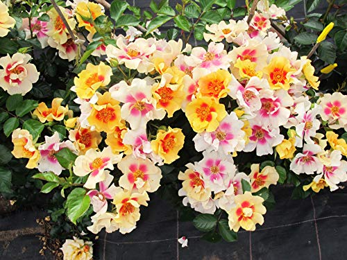 Proven Winners ROSPRC2047800 Ringo Rose Live Shrub, 4.5 in. Quart, Yellow & Pink Flowers