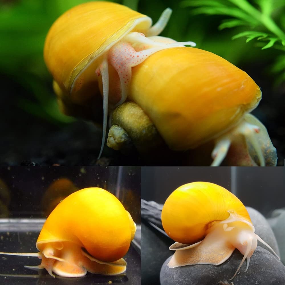 SOUTH SHORE RETAIL, LLC Gold Mystery Snails - Wholesale Pricing Available - Dime/Nickel Sized (50)