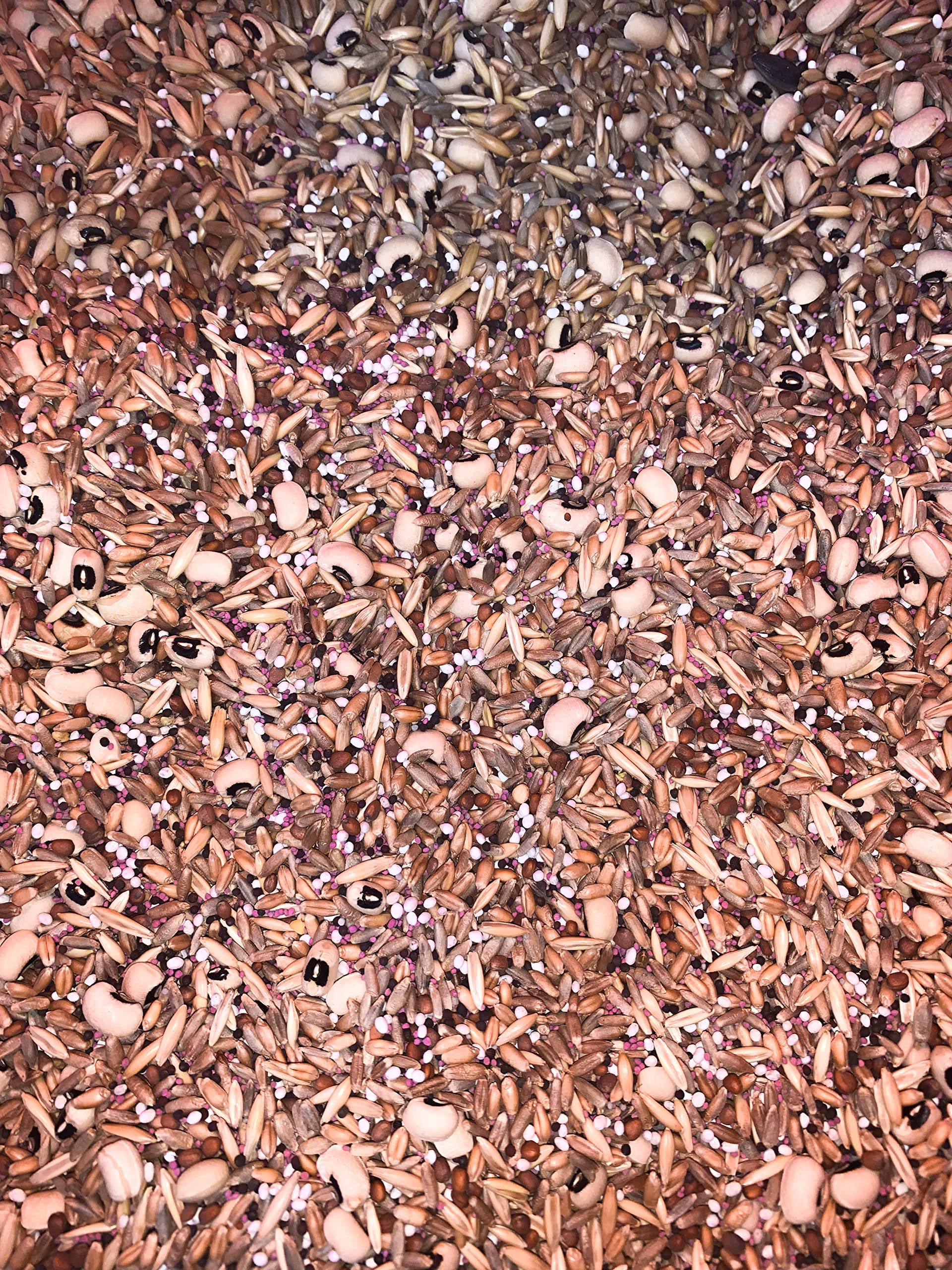 No-Till Cover Crop 10 Seed Mix - Winter Rye, White Clover, Austrian Winter Peas, Triticale, Crimson Clover, Cow Peas, Daikon Radish, Purple Turnips, Wheat, Oats, (25 Pounds)