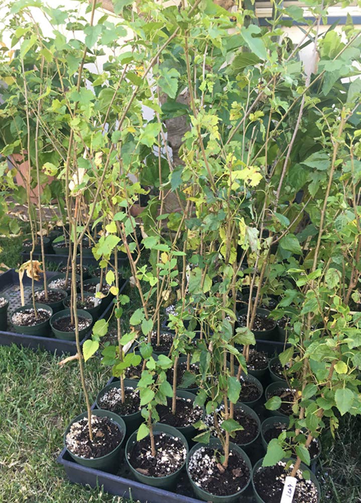 Pakistan Long Mulberry Tree - Morus Macroura Long Mulberry - Live Plant Not Dwarf