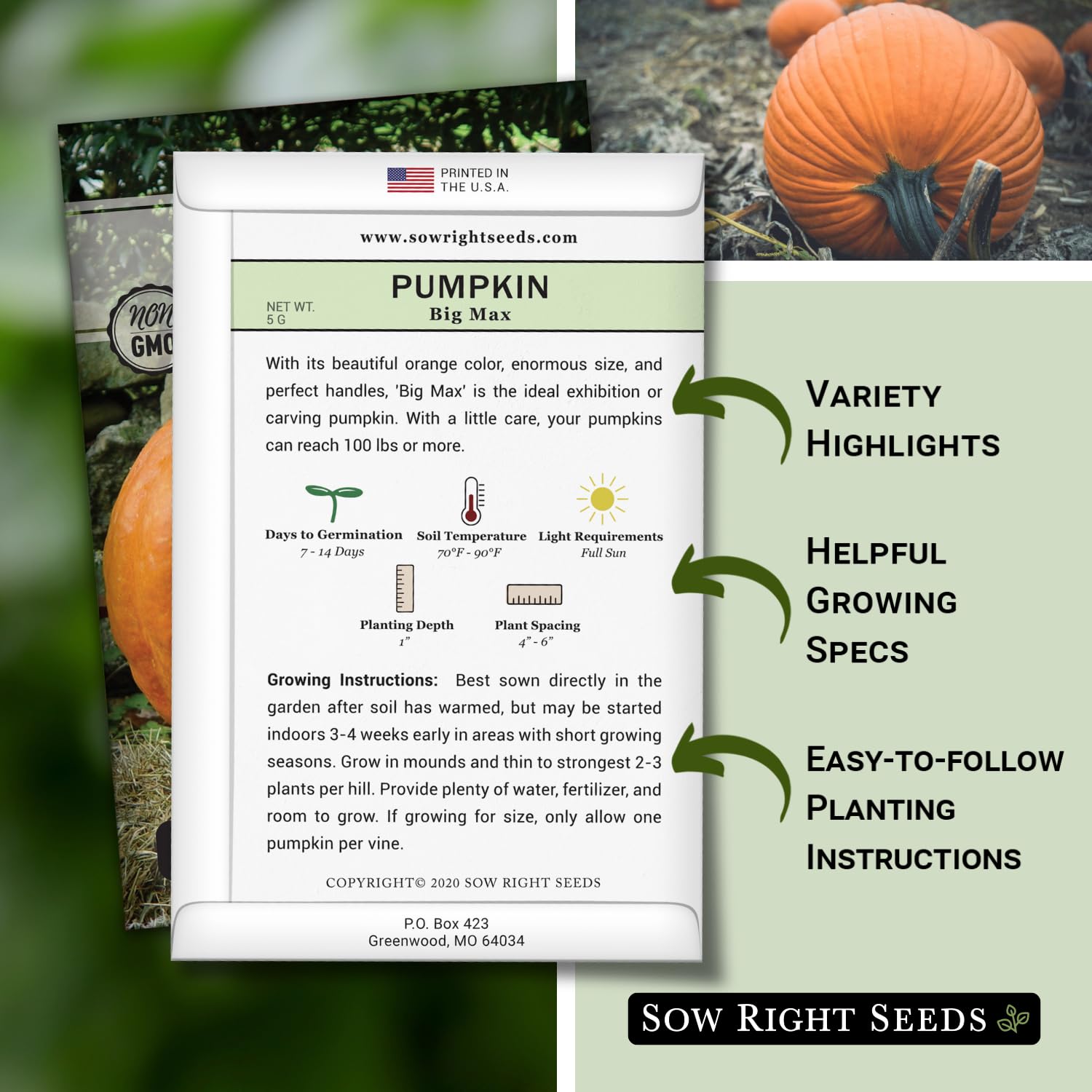 Sow Right Seeds - Big Max Pumpkin Seeds for Planting - Non-GMO Heirloom Packet with Instructions to Plant a Home Vegetable Garden - Decorative Autumn Variety for Carving - Giant Fast Growing (1)