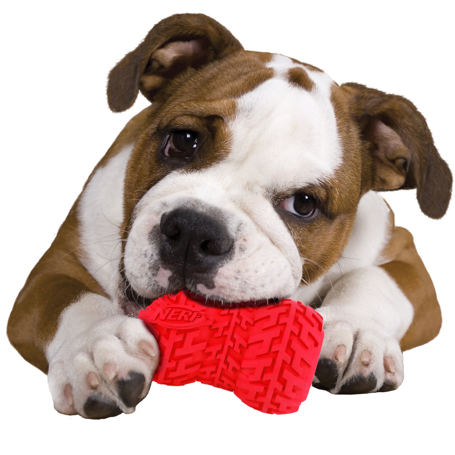 Nerf Dog Tire Dog Toy with Interactive Treat Feeder, Lightweight, Durable and Water Resistant, 3.5 inches for Small/Medium/Large Breeds, Single Unit, Red