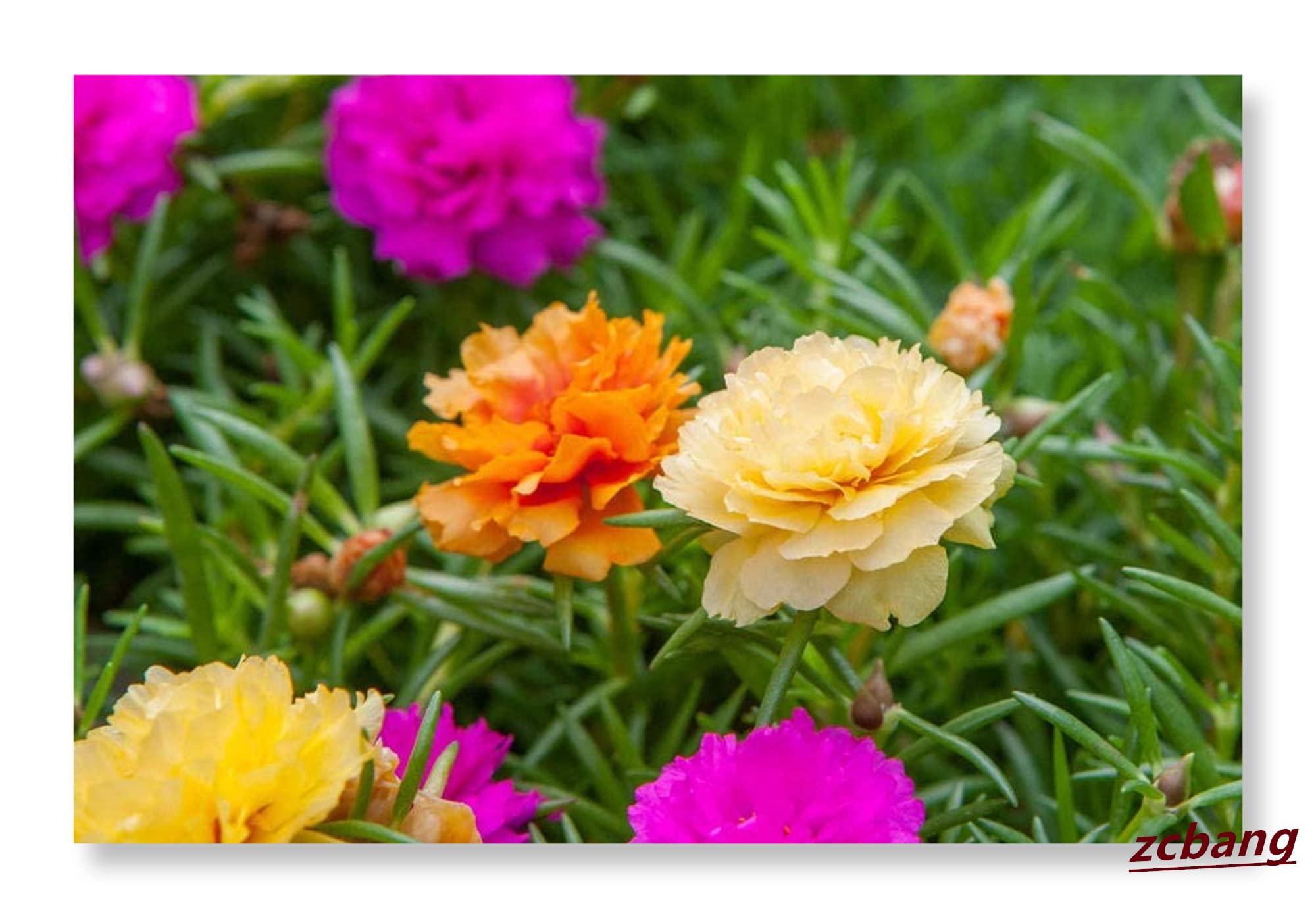 zcbang Moss Rose (Portulaca Grandiflora) Mixed Colors 2000+ Fresh Seeds