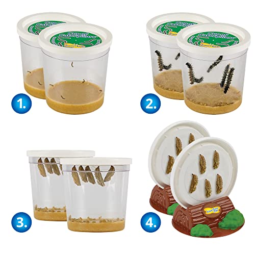 Mini Butterfly Garden Gift Set Two Live Cups of Caterpillars โ Dual Lens Magnifier โ Butterfly Life Cycle Stages