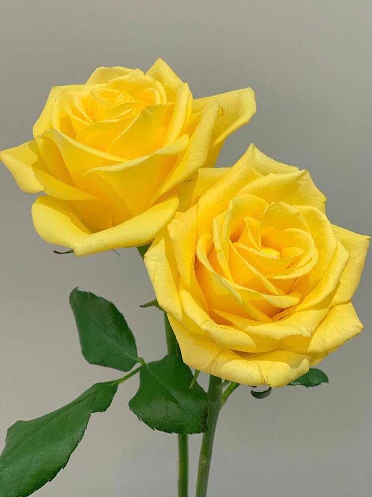 WSIRUYI 2 Live Yellow Rose Plants (Rosa) - 5-7 Inch Tall, Perfect for Yard & Home Garden Decoration - Fast Growing, Low Maintenance