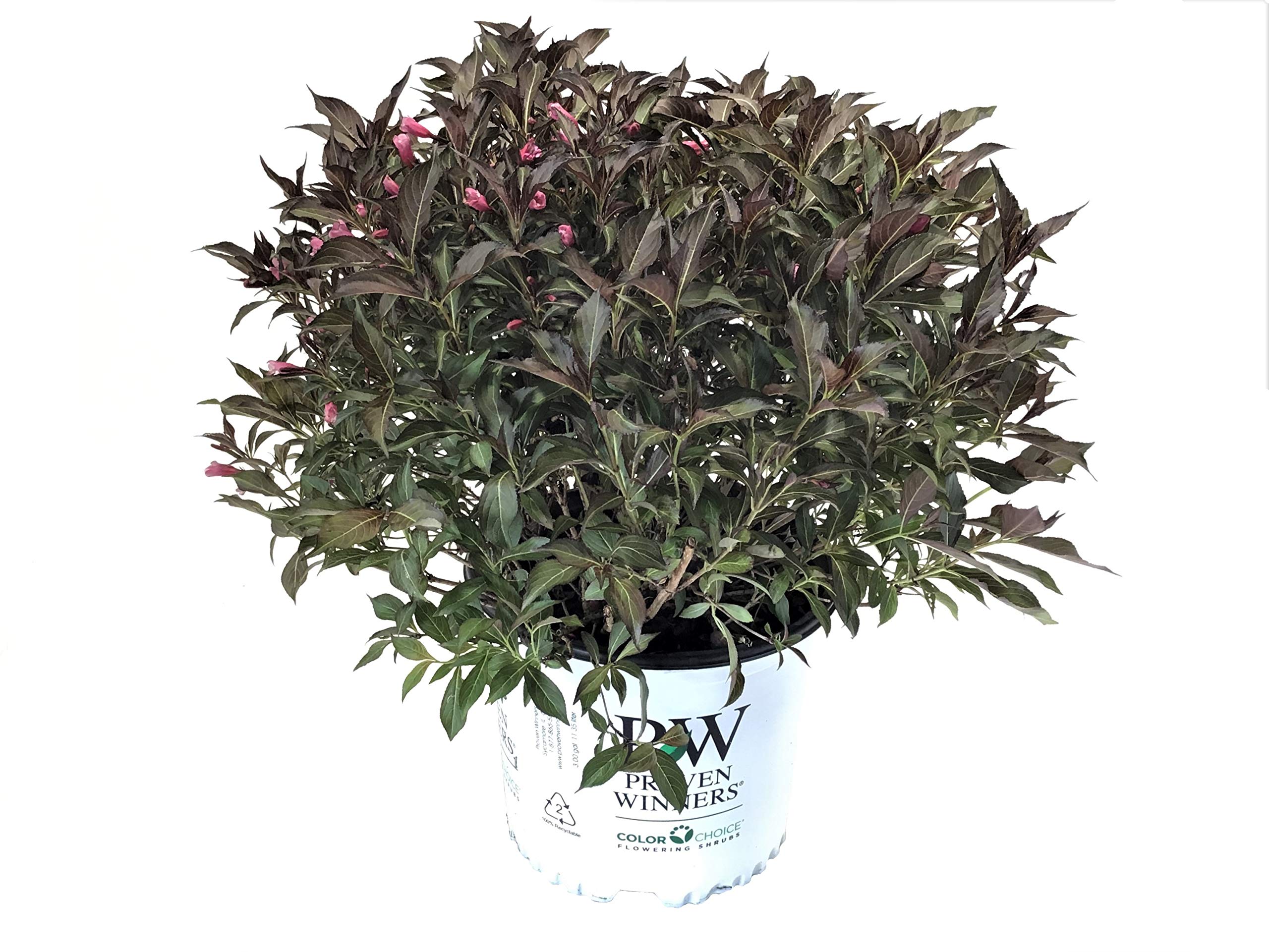 Premier Plant Solutions 10815 Proven Winners Weigela Wine & Roses, 3 Gallon