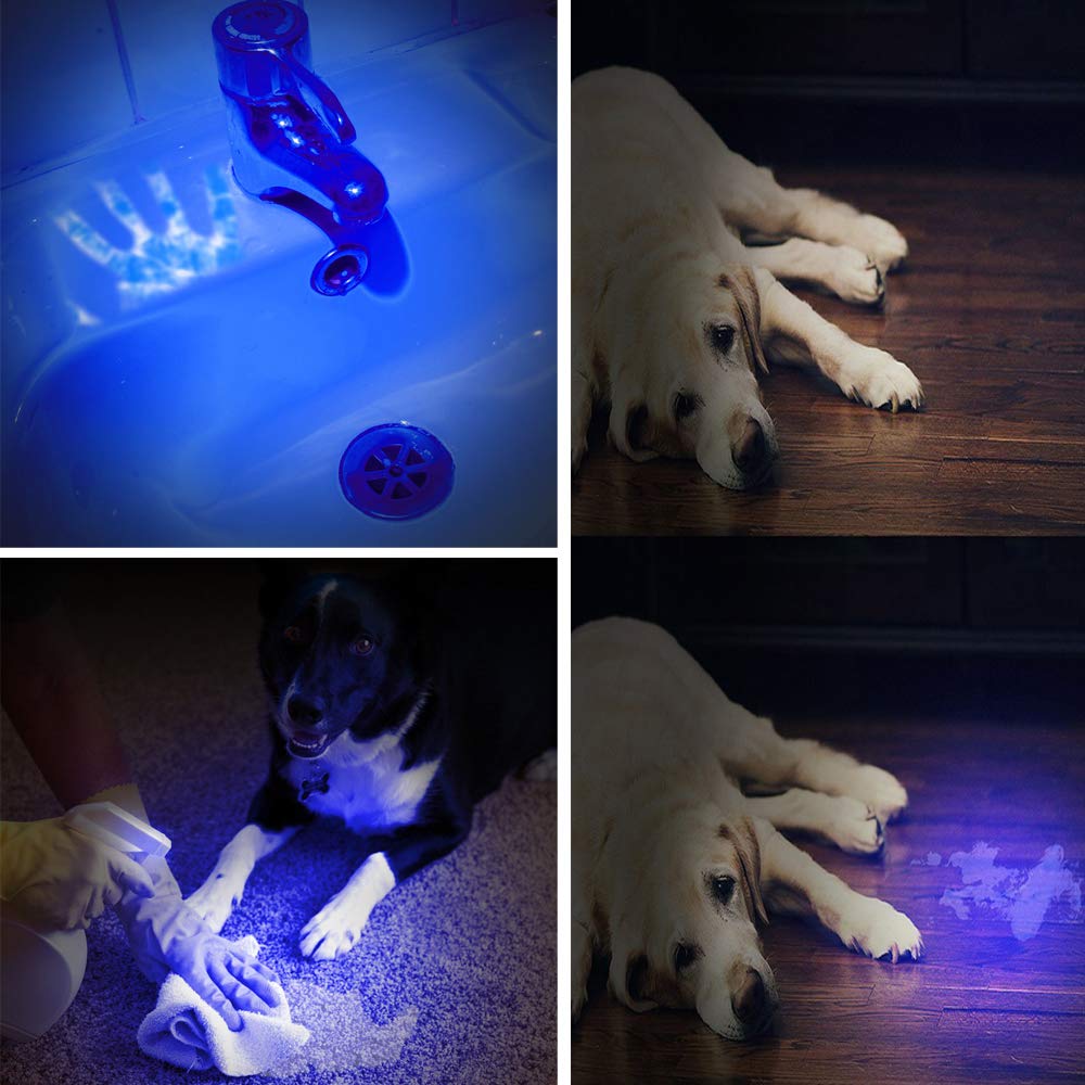Optimal Shop 6 Pack UV Blacklight 12 LED Flashlight Torch Light Outdoors Etc(6 Pack 12 LED)