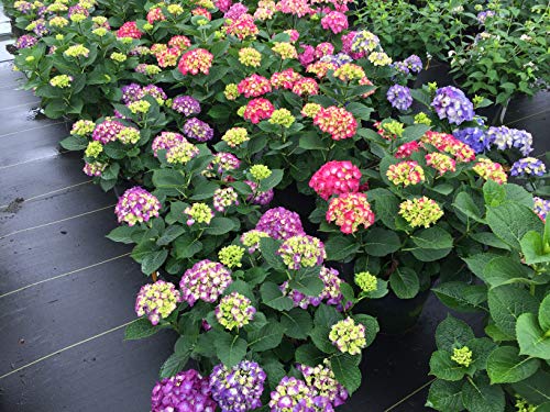 Proven Winners HYDPRC4007800 Wee Bit Giddy Bigleaf Hydrangea Live Plant, 4.5 in. Qt, Pink Flowers