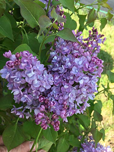 Proven Winners SYRPRC1157800 Scentara Double Blue Live Shrub 4.5" Quart Purple