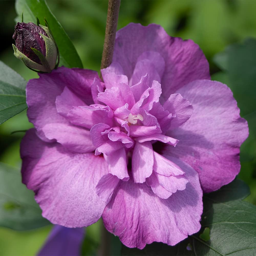Proven Winner Chiffon Hibiscus, 2 Gal, Dark Lavender Flowers