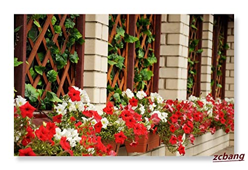 zcbang Petunia Seeds 2000+Pcs 'Colour-Themed Collection'(Rainbow Colors) Perennial Flower Mix Seeds