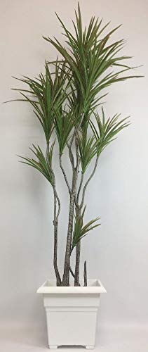 Outdoor Artificial UV Rated 6 ft Dracaena Palm Tree with Square Sandstone Planter
