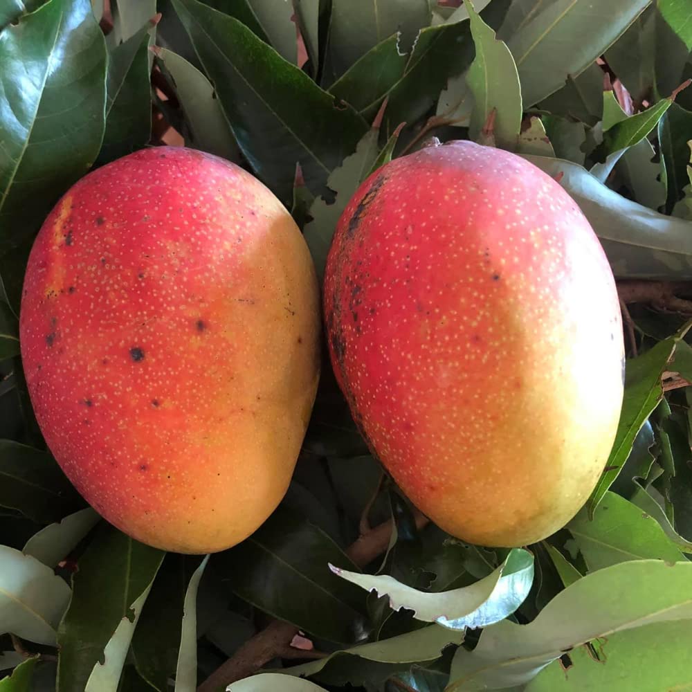 Mango Tree Plant Live for Planting, Sweet Fruit, 8Inc to 12Inc in Tall