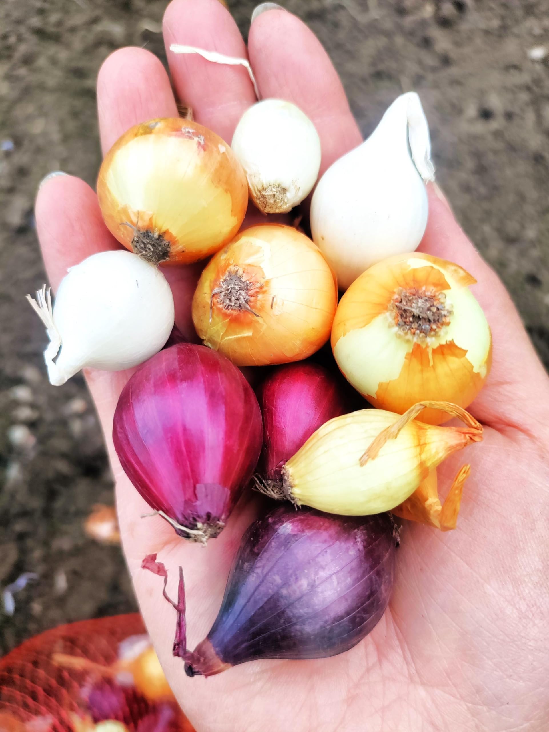 TomorrowSeeds - 3 Colors Mix Onion Sets (Starter Bulbs) - 25+ Count | Yellow, Red, White Sweet Onions Set for Growing Gardening Noon Day Vegetable Seed for 2025