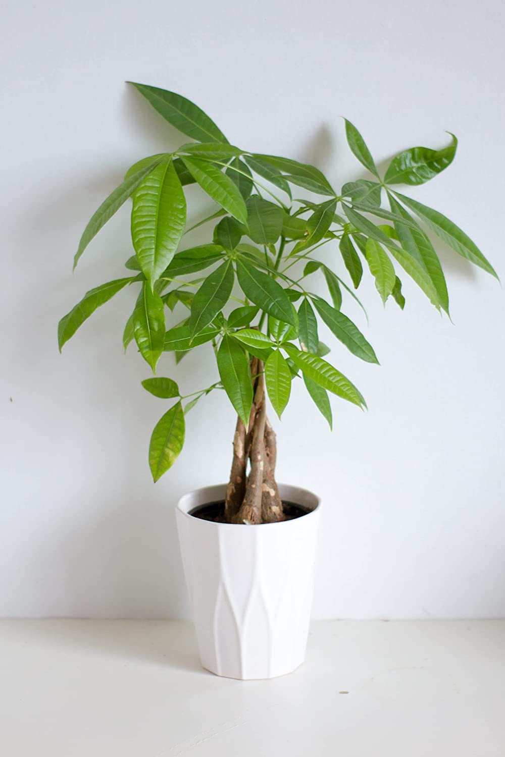 Money Tree Potting Soil Mix (2 Quarts); Custom Blend for Money Plant Container Gardening
